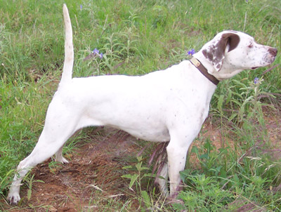 English Pointer Phantom's Shadow- Phantom Kennels accomplished in ...